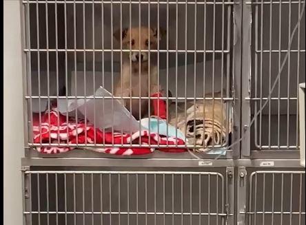 Baby has parvo - SCARS