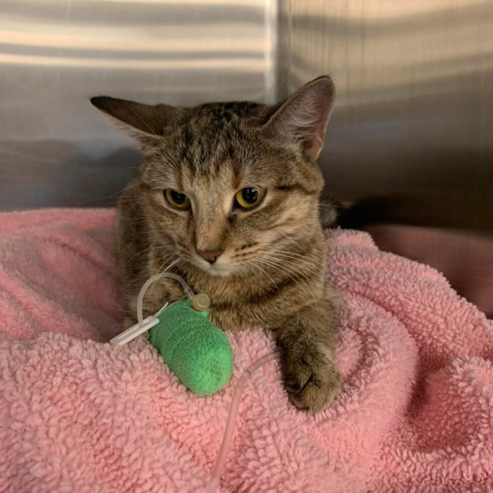 Sasha – RIP - SCARS