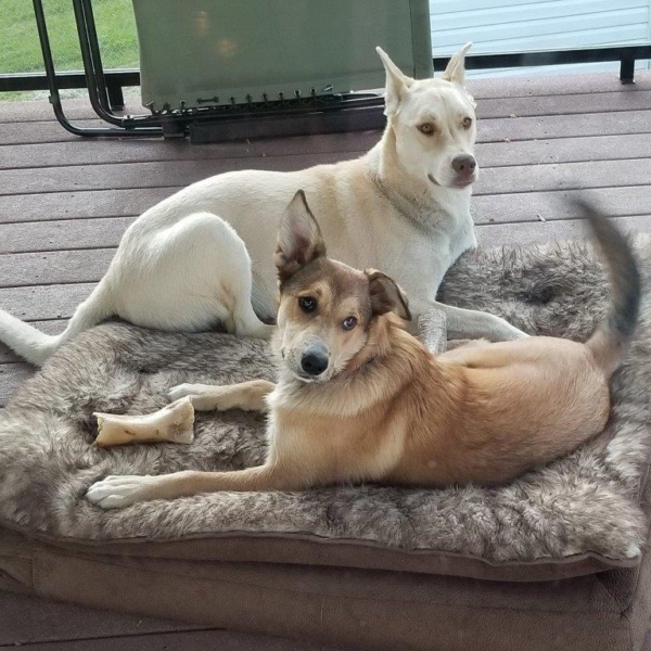 Adoption Information - SCARS