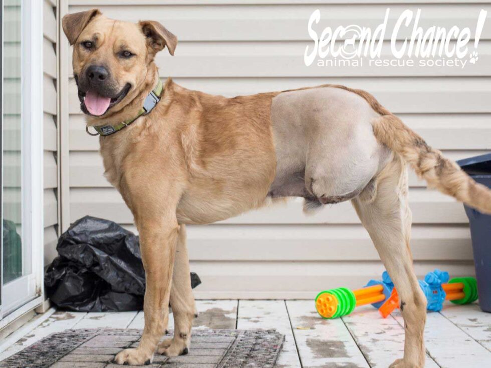 SCARS – Second Chance Animal Rescue Society