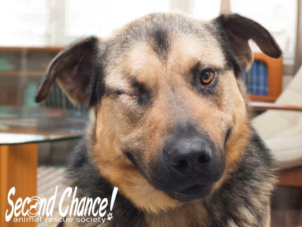 SCARS – Second Chance Animal Rescue Society