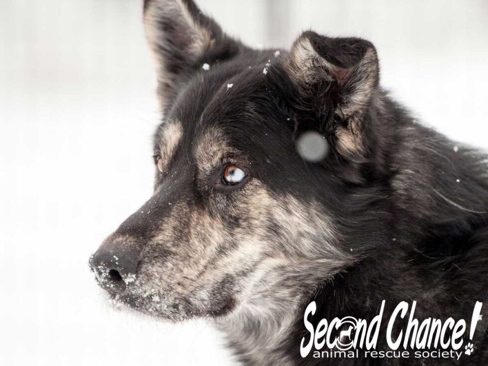 SCARS – Second Chance Animal Rescue Society